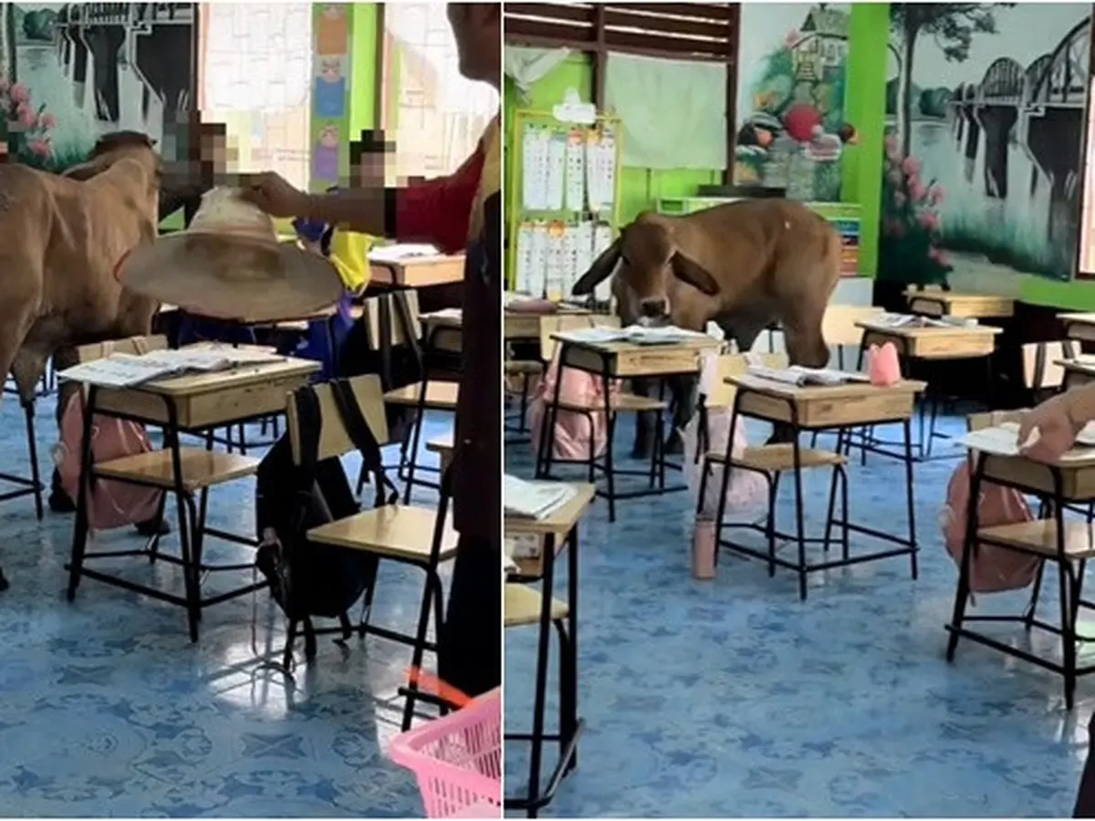 VIRAL Sapi Masuk Kelas Bikin Guru dan Murid Kaget - Terbaru.News