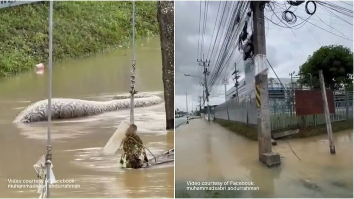 Viral Penampakan Ular Raksasa Muncul Saat Banjir di Thailand - Terbaru.News